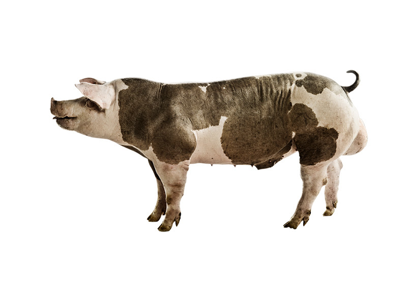 2020 New Product Guide - The British Pig & Poultry Fair