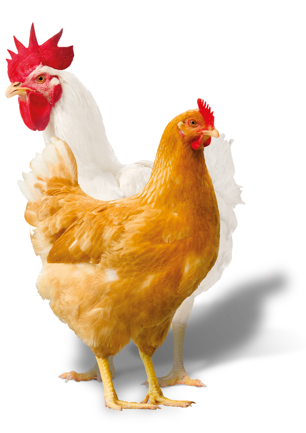 2022 New Product Guide - The British Pig & Poultry Fair